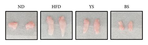 A Representative Liver Morphology Photos B Liver Weight C Download Scientific Diagram