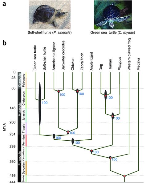 Turtle Phylogeny And Divergence Time Estimation By Molecular Clock Download Scientific Diagram