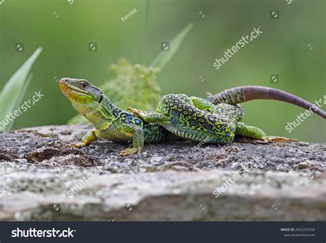 Male Female Reptiles Mating Couple Ocellated Stock Photo 2025255059 Shutterstock