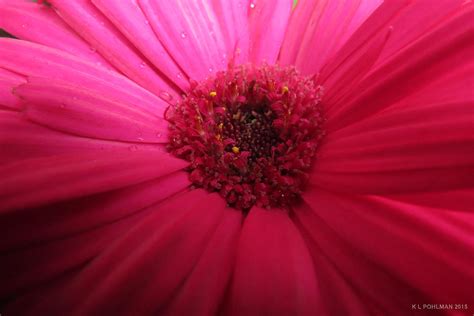 Gerbera Daisy On Behance