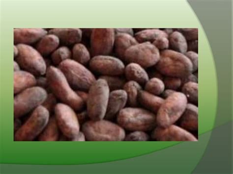 Roasted Cocoa Beans Uses Pptx