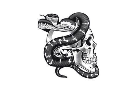 Skull With Python Tattoo Design Monochr Graphic By Pch Vector