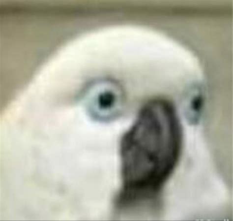 Pcm Tries To Have Sex Rpoliticalcompassmemes