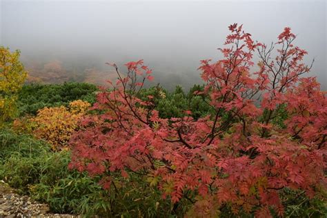 爆風🌪富良野岳・三峰山・上富良野岳🍁 ヒッキーさんの十勝岳・富良野岳・美瑛岳の活動データ Yamap ヤマップ