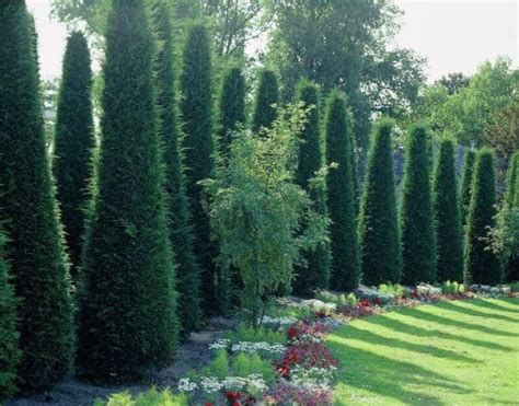 Lemnul De Chiparos Coniferul Care Face Bine Stejar Masiv