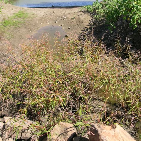 Slender Knotweed Persicaria Decipiens Plant Care And How To Grow Water