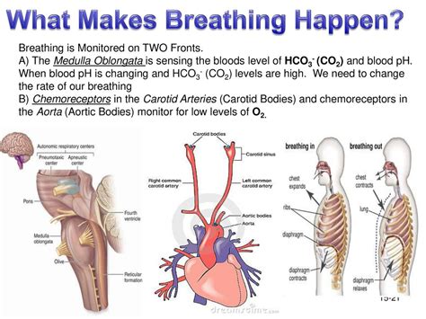 Respiratory System. - ppt download