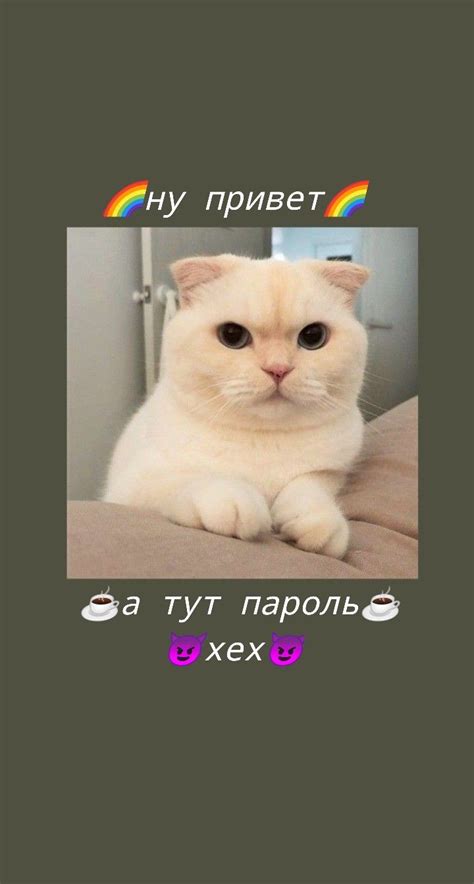 обои на телефон котики