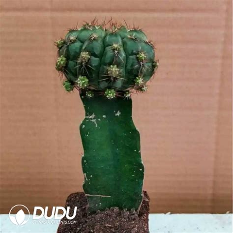 Graftedgymnocalycium Mihanovichiigreen Dudu Wholesale Rare Live Succulents Plants Grower
