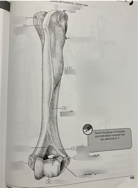 Diagram Of Labelling Of The Humerus Quizlet