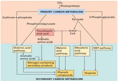 Figure 2 1 From Andrographolide Production And Functional Characterization Of Biosynthetic