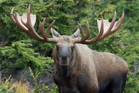 Massive Moose Close Up Alaska