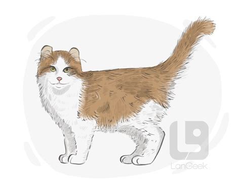 Definition And Meaning Of American Curl Langeek