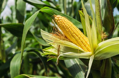 5 Crops To Grow During The Rainy Season Mypropertyph