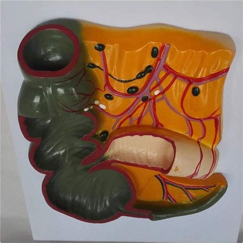 RRGJ Öğretim Modeli Bağırsak Anatomik Modeli İnsan Ek Çekum Anatomisi