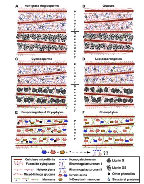 Simplified 2d Representation Of General Cell Wall Composition In The