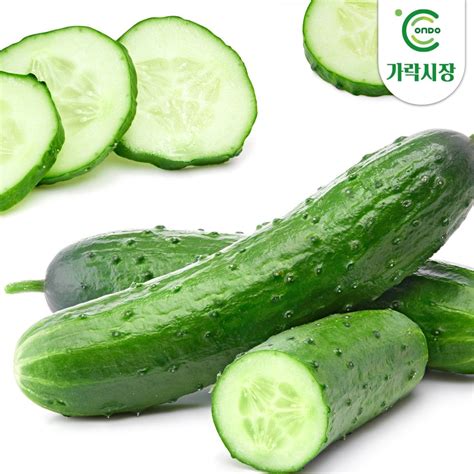 [온도씨]가락시장 청오이 1개 신세계적 쇼핑포털 Ssg Com