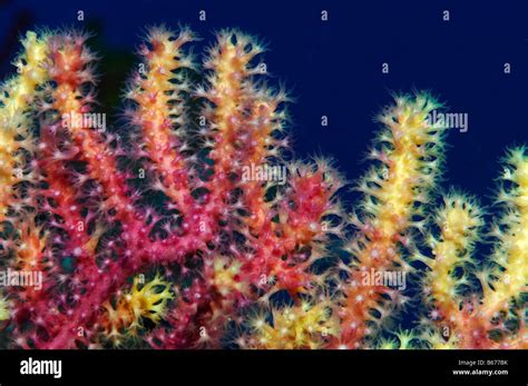 Polyps Of Variable Gorgonian Paramuricea Clavata Susac Island Adriatic