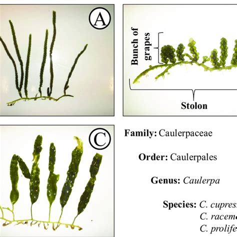 Green Marine Algae Of The Genus Caulerpa Highlights The Creeping Stem