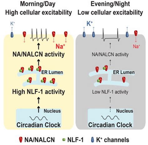 Paleo Eating Regimen Ingesting At Night