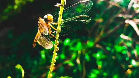 Dragon Fly Green Nature Free Photo On Pixabay Pixabay