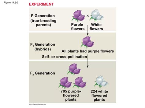 Biol 1020 Zanzot Unit 3 Chapter 14 Mendel And The Gene Idea