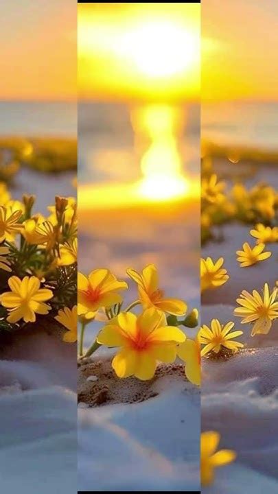 ඒ මල් වල තියෙන්නේ අමුතු ලස්සනක් ️😍 Youtube