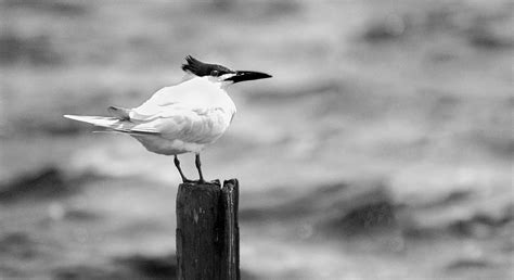 Royal Terns Photograph America