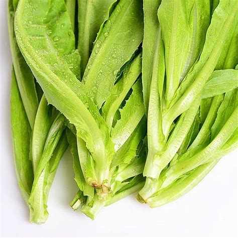 鹅仔菜图片鹅仔草图片鹅仔图片文秘苑图库