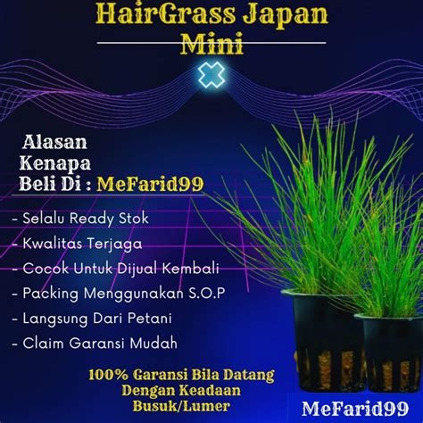Jual Hairgrass Japan Mini Medium Light And Medium Co2 Tanaman Aquascape Shopee Indonesia