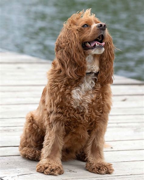 36 Cutest Cavalier King Charles Spaniel Mixes With Pictures