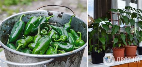 Як виростити на підвіконні перець халапеньо поради Oboz Ua
