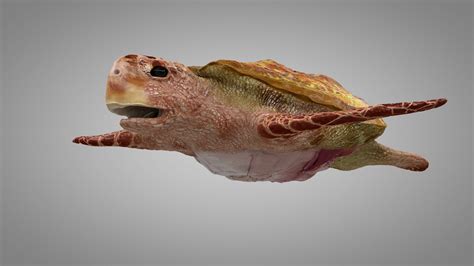 Sea Turtle Yellow Pink Brown And Beige L266 3d Model 170 C4d Obj
