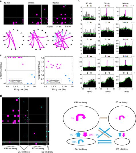 Neuronal Circuits Reconstructed From Real Spike Trains In Vivo A
