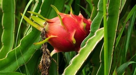 ᐈ Planta de PITAYAS Fruta del Dragon 2025