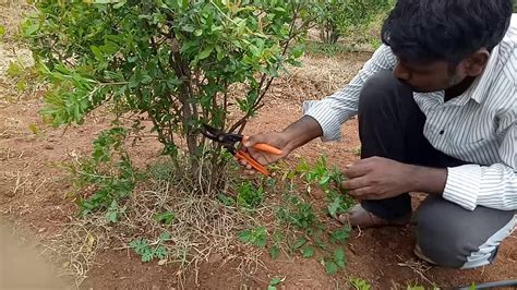 Prune A Pomegranate Complete Gardering
