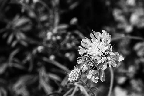Black And White Vol 5 Garden Delights Wild N Free Diary