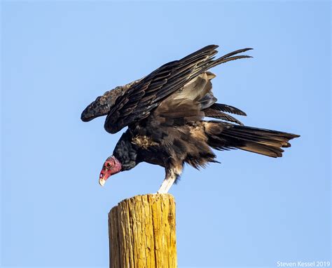 Turkey Vultures — Migration In Full Swing Sonoran Images
