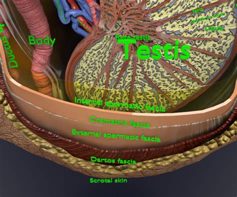Artstation 3d Testis With Covering Layers Model Resources