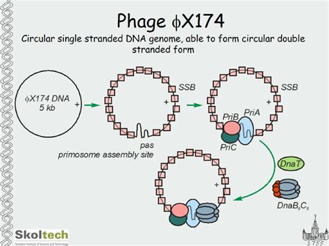 Msu And Skoltech Phage And Virus Replication Phage