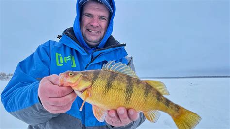 Jumbo Perch On Devils Lake Youtube