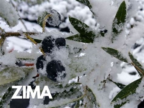 Plantacja Drzewek Oliwnych tu sezon trwa cały rok Plantacja