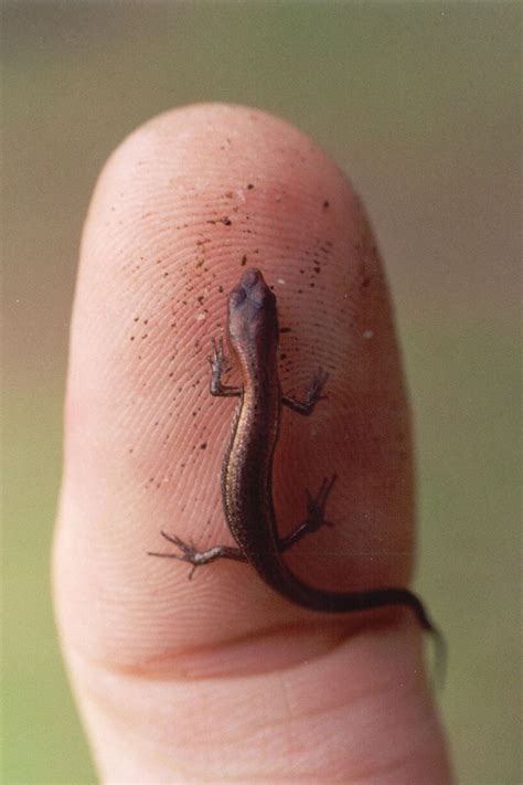 Worlds Smallest Lizard