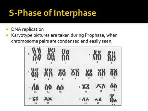2 Types Of Cell Division Mitosis Vs Meiosis Ppt Download