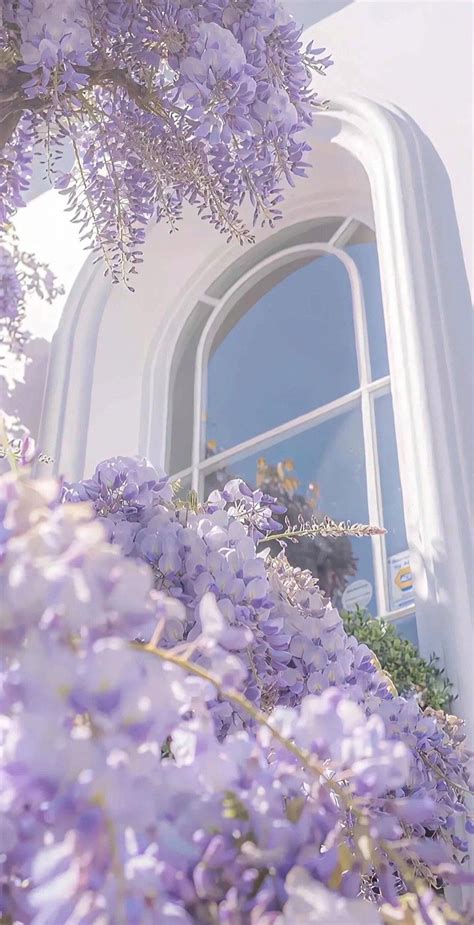 Flowers Flower Purple Light Purple Lavander Flower Wallpaper