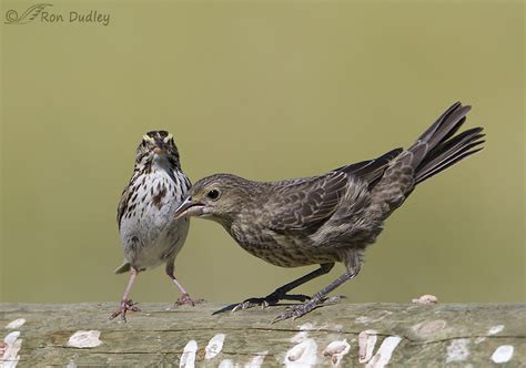 Cowbird Parasitism
