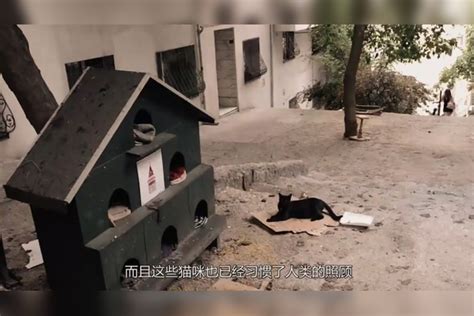 394 被猫咪“霸占”的首都，这里人人皆是铲屎官，轻松逗猫不是梦