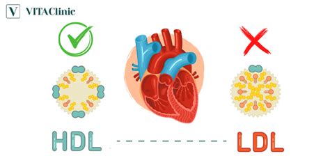 Tìm hiểu hdl cholesterol là gì và vai trò trong sức khỏe