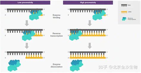 小知识 了解逆转录，获得高质量cdna（二） 知乎