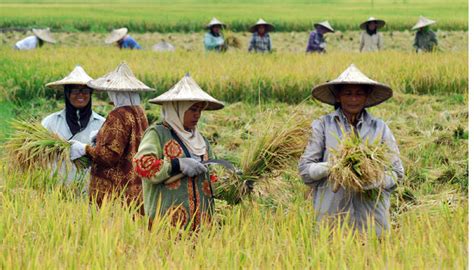 Strategi Sukses Swasembada Beras Perlu Diadopsi Untuk Komoditas Pangan Lain MNC Trijaya Kendari